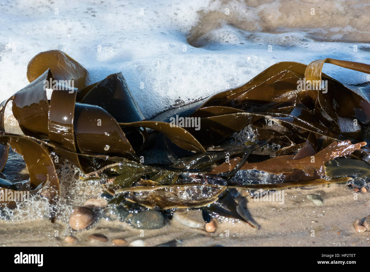 Strand of kelp hi-res stock photography and images - Alamy