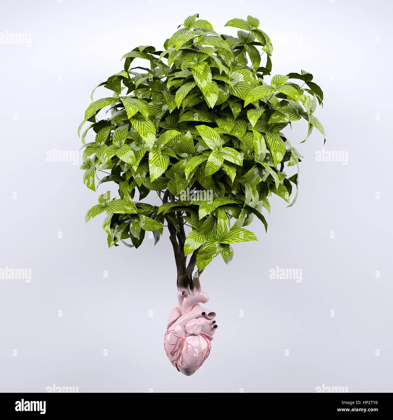 plant and heart organ as roots, 3d illustration Stock Photo - Alamy