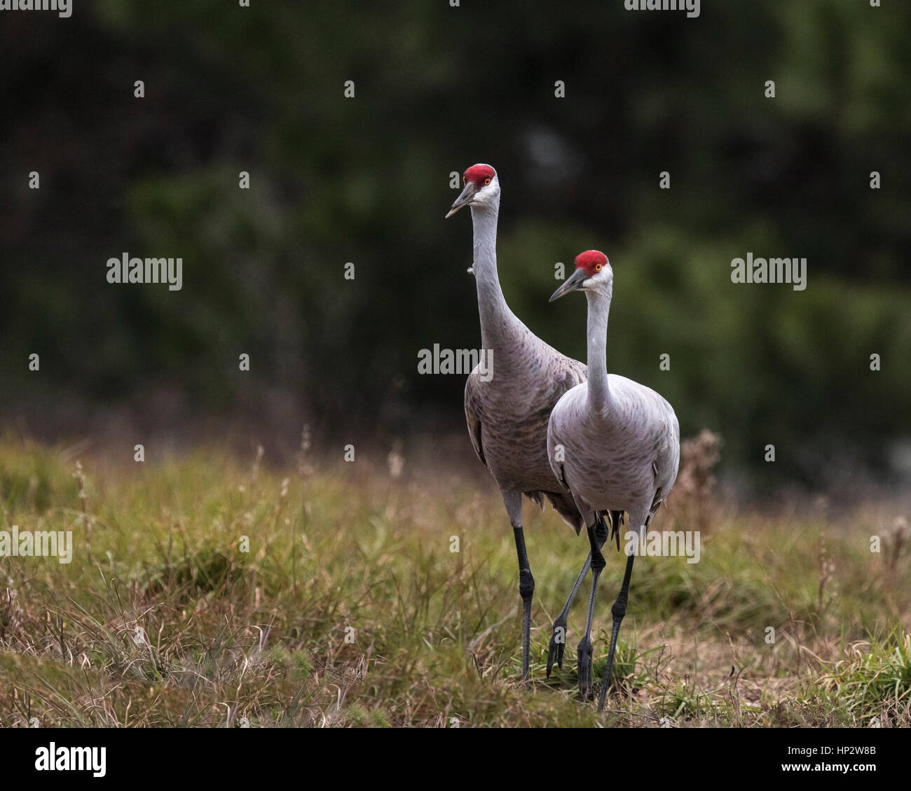 Sandhill Cranes grazing Stock Photo - Alamy
