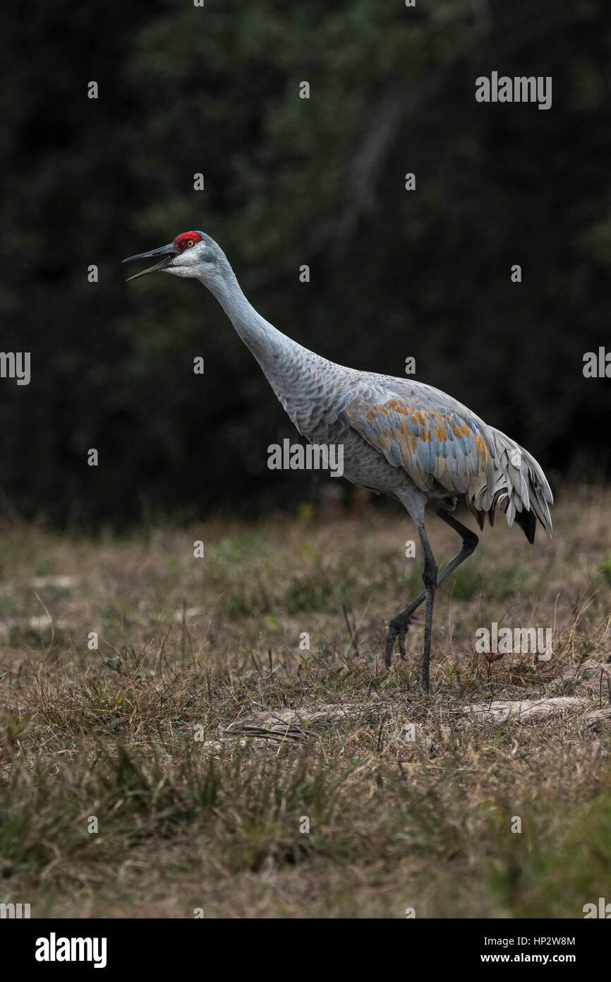 Tall birds with long legs hi-res stock photography and images - Alamy