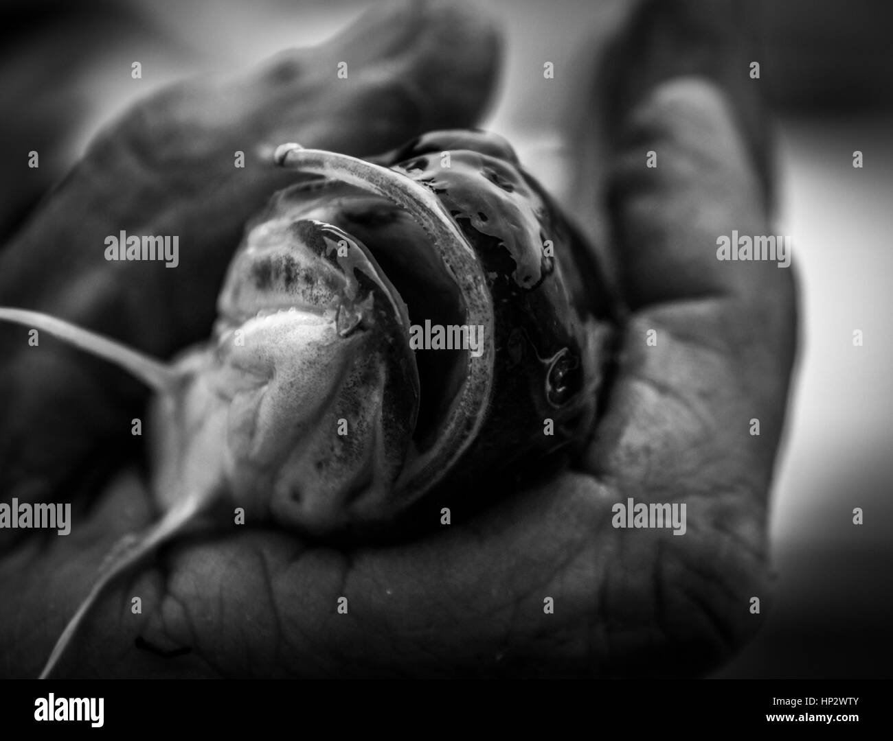 Fish mouth hand Black and White Stock Photos & Images - Alamy