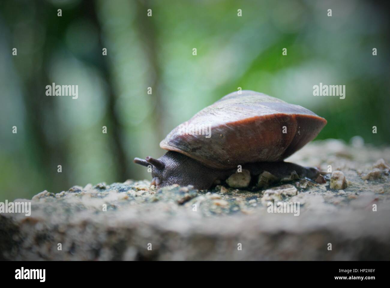 Snail in El Yunque Rain Forest Stock Photo - Alamy