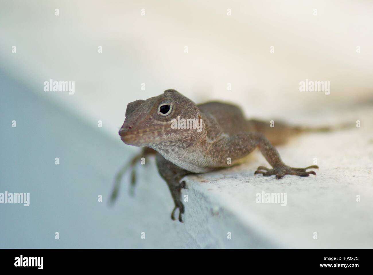 Lizard on a Wall Stock Photo - Alamy