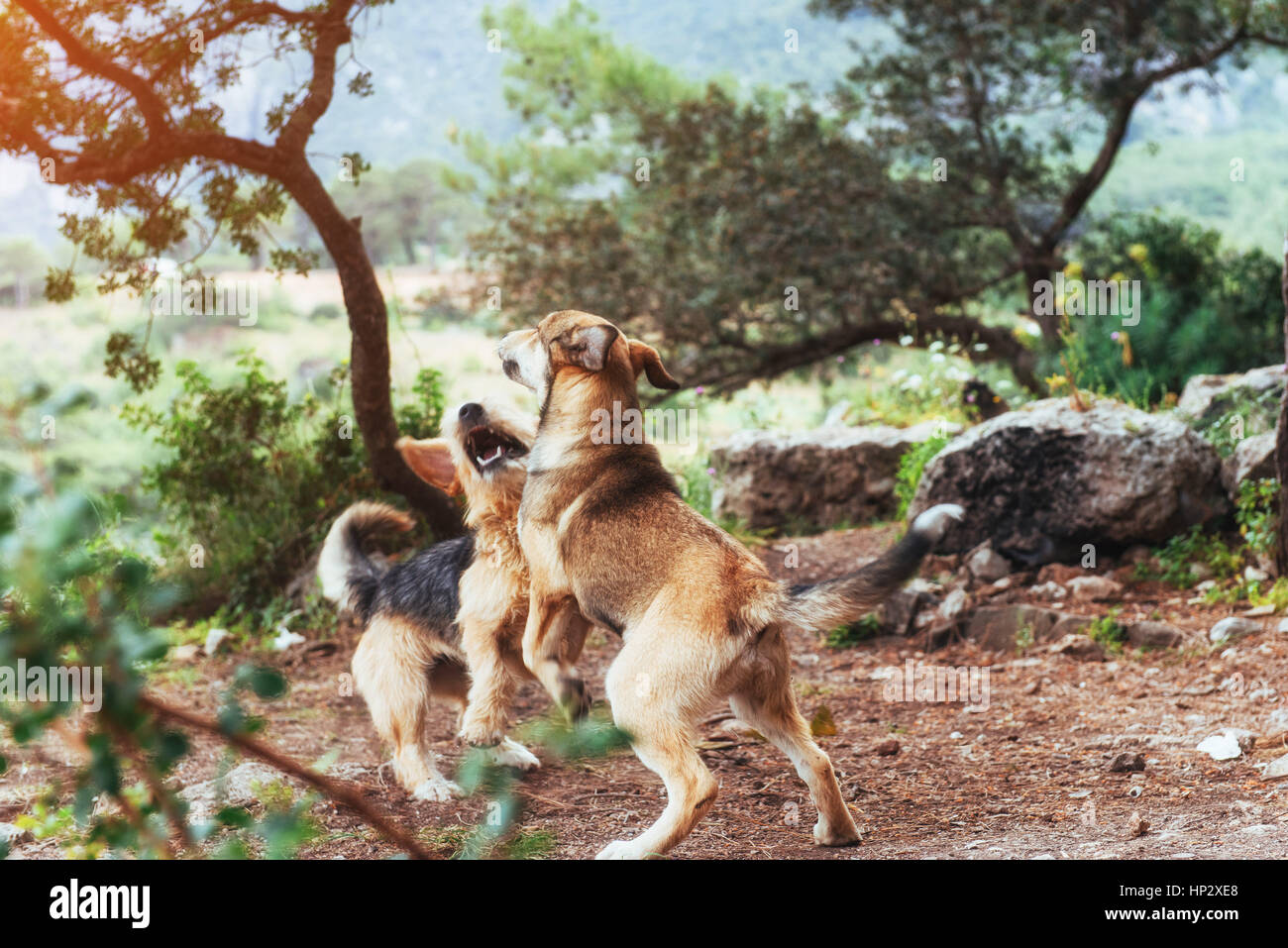 Two dogs fighting with each other Stock Photo - Alamy