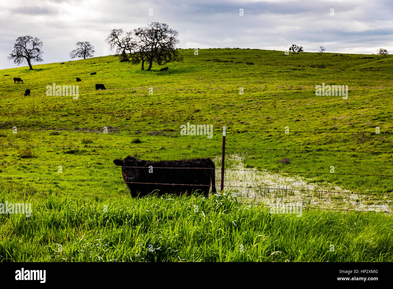 Driving along Yosemite Boulevard California Highway 132 in the Sierra ...