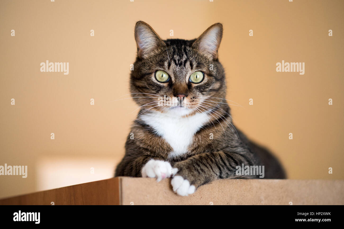 Cat portrait close up, only head crop, cat in light brown and cream ...