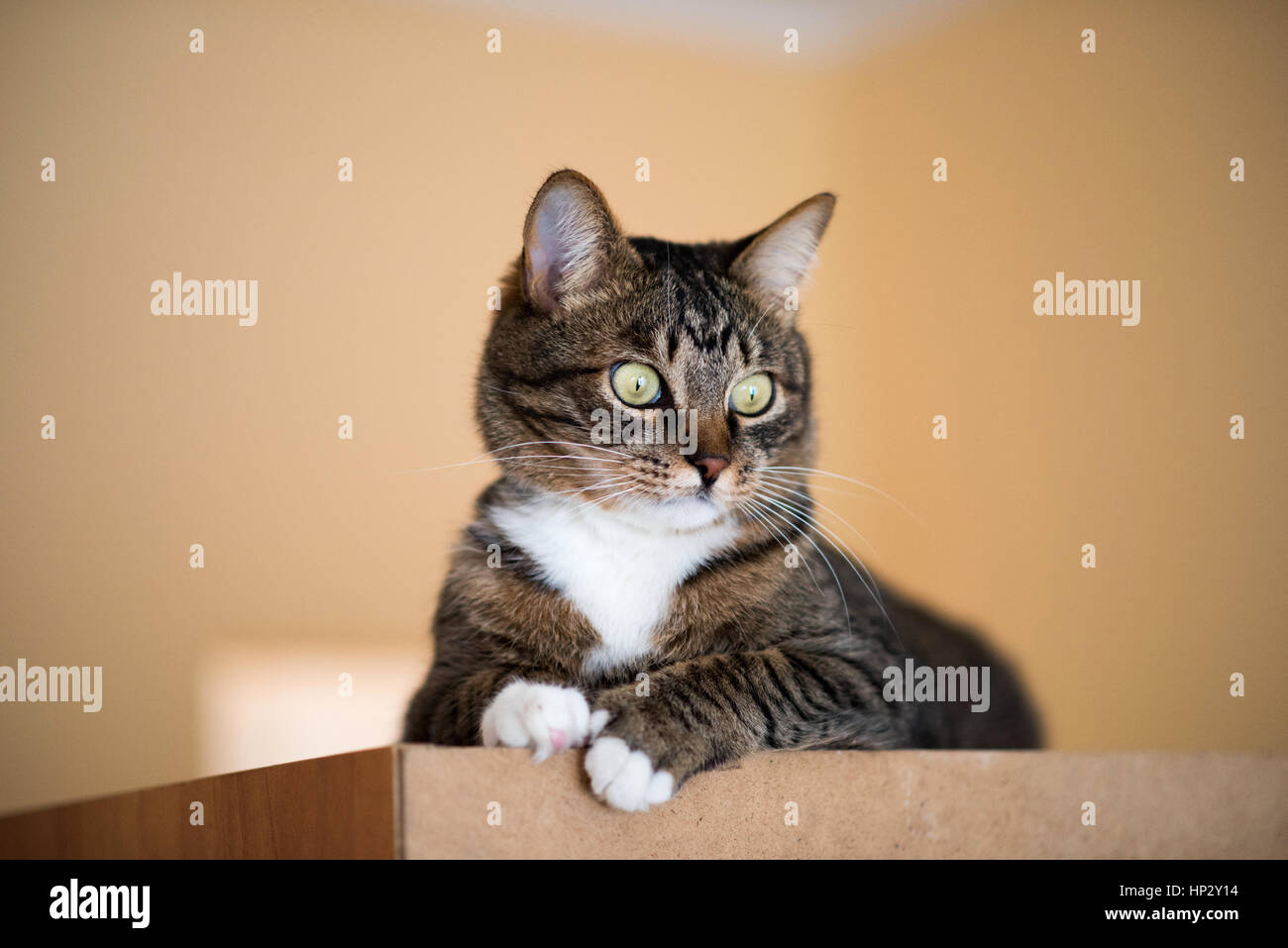Cat portrait close up, only head crop, cat in light brown and cream ...