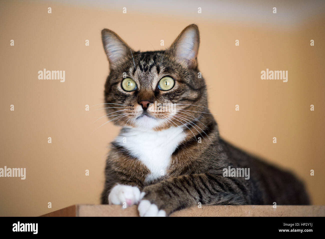 Cat portrait close up, only head crop, cat in light brown and cream ...