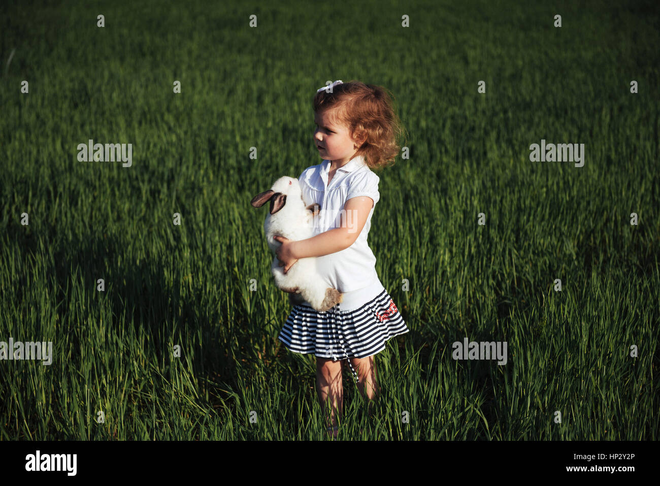 baby rabbit in a field of green wheat Stock Photo - Alamy