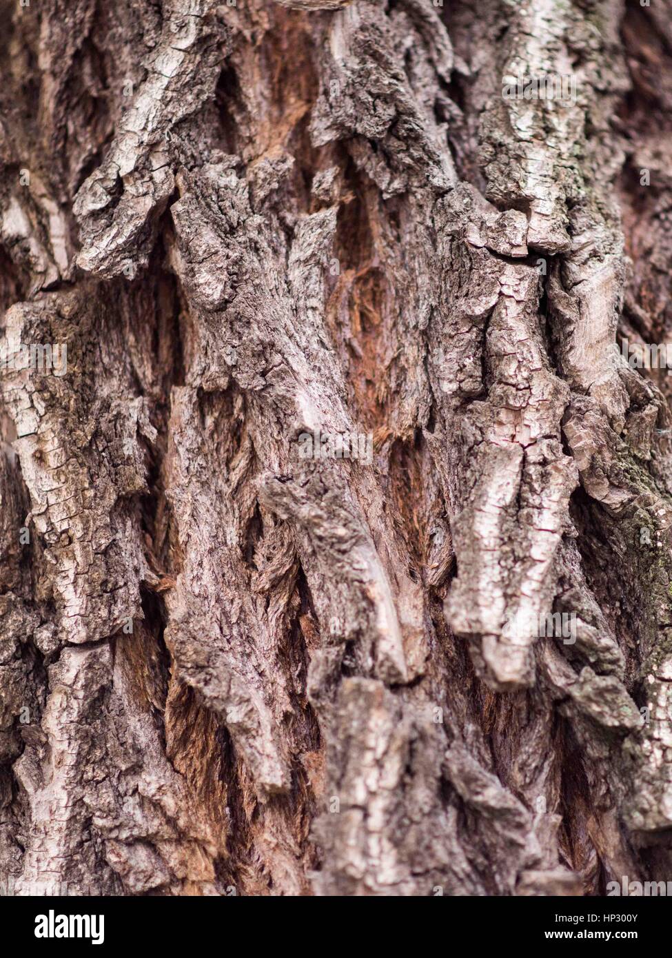 Bark Tree texture full frame in nature Stock Photo - Alamy