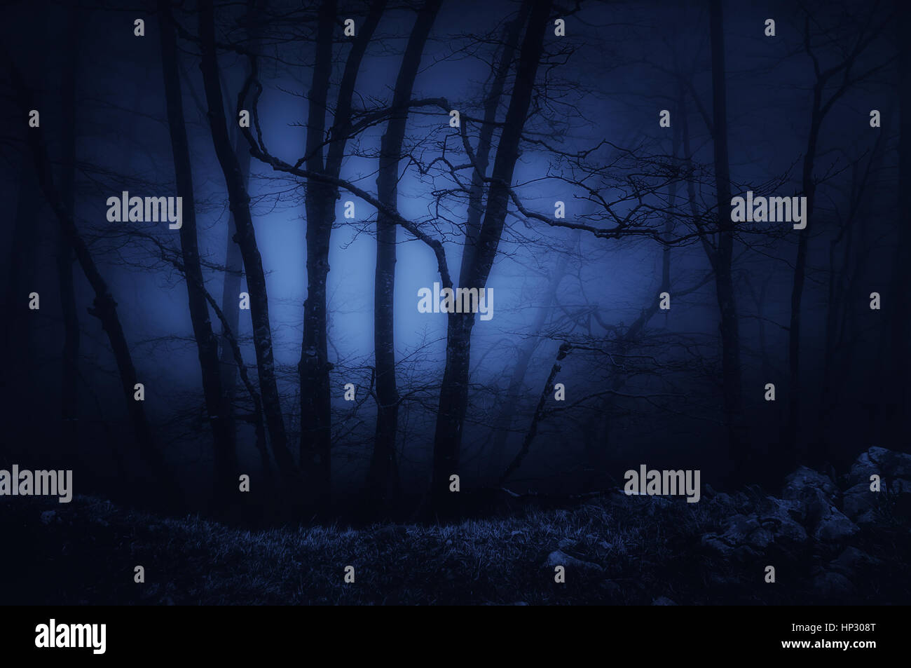dark and scary forest at the night Stock Photo - Alamy