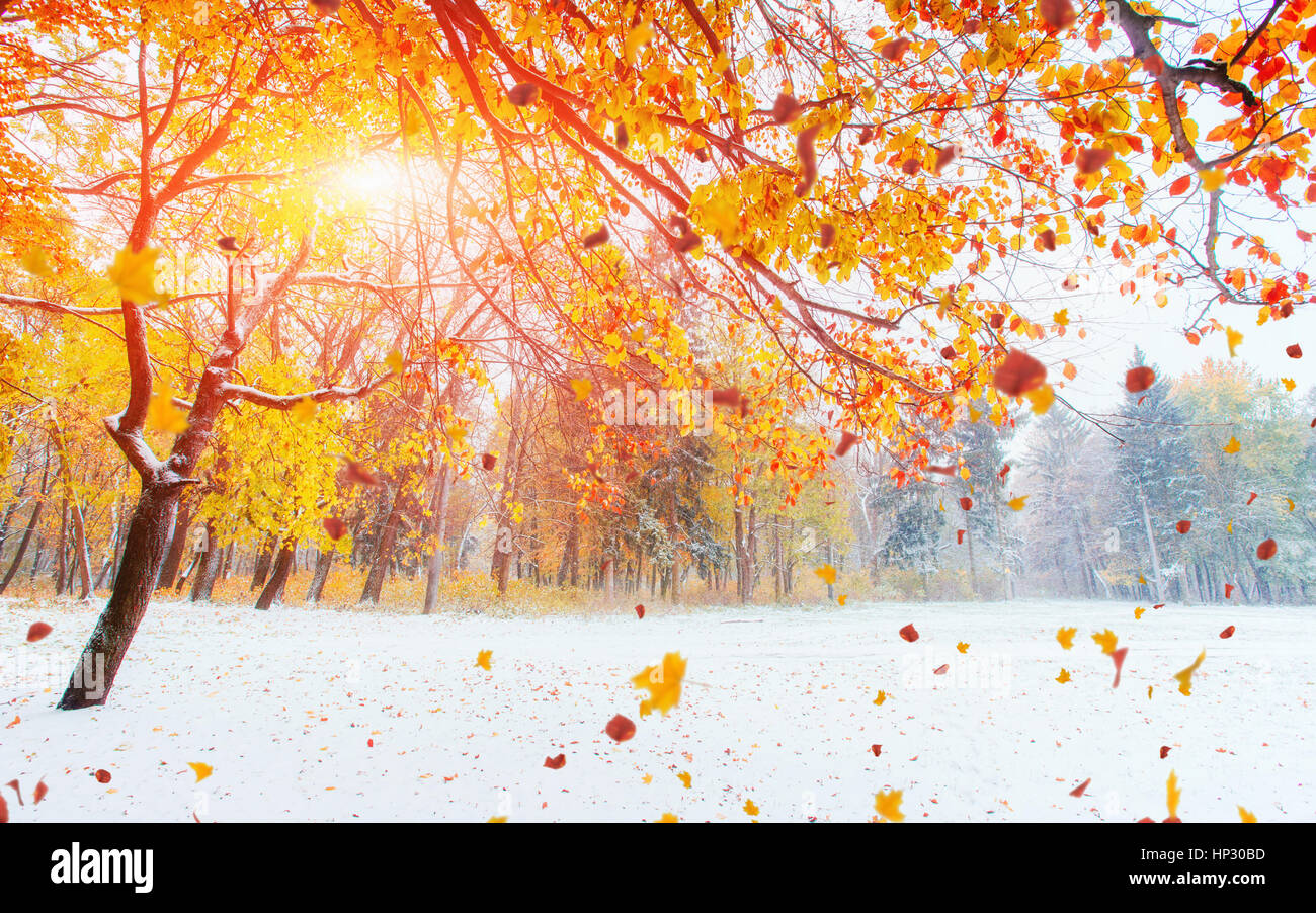 October mountain beech forest with first winter snow Stock Photo - Alamy