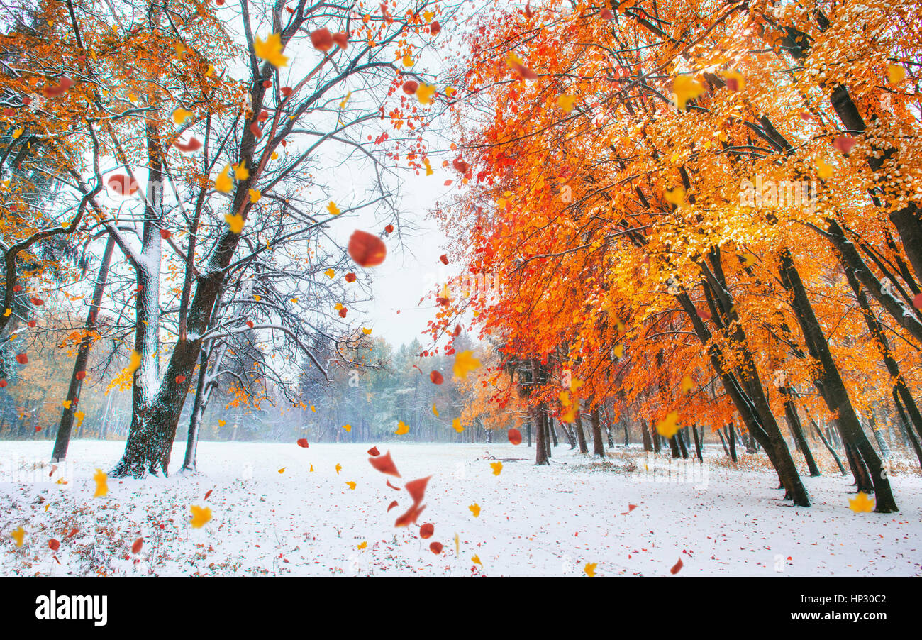 Light breaks through the autumn leaves of trees Stock Photo - Alamy