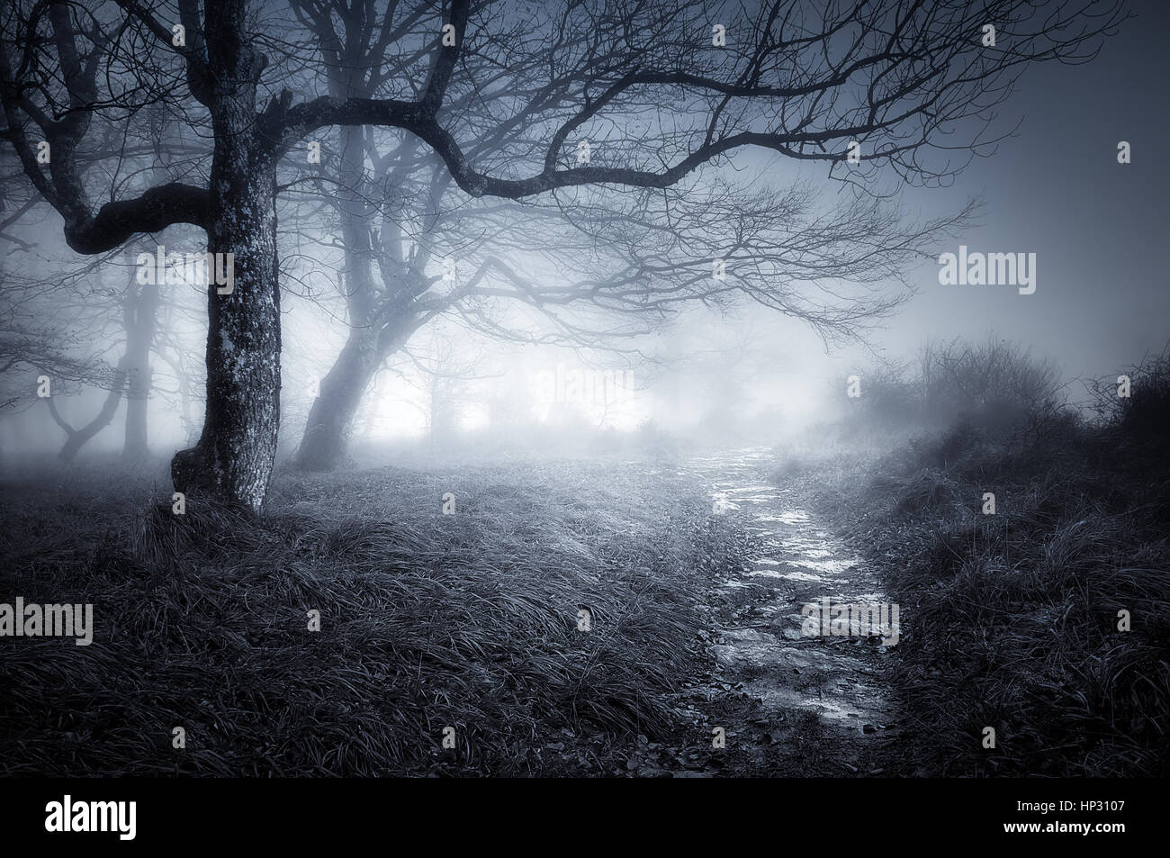 path in a dark and scary forest Stock Photo - Alamy