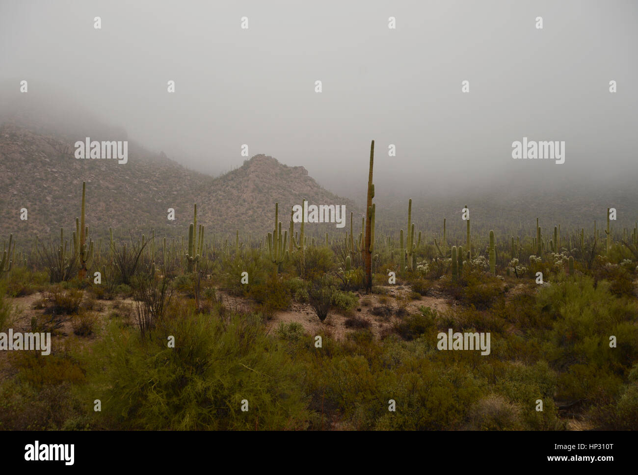 Fog and rain during a winter storm in Saguaro National Park West ...