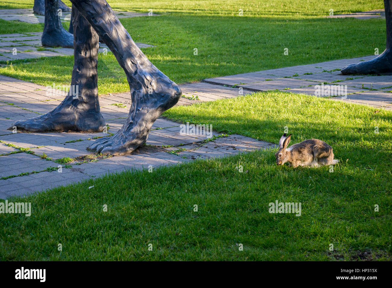 Calgary rabbit hi-res stock photography and images - Alamy