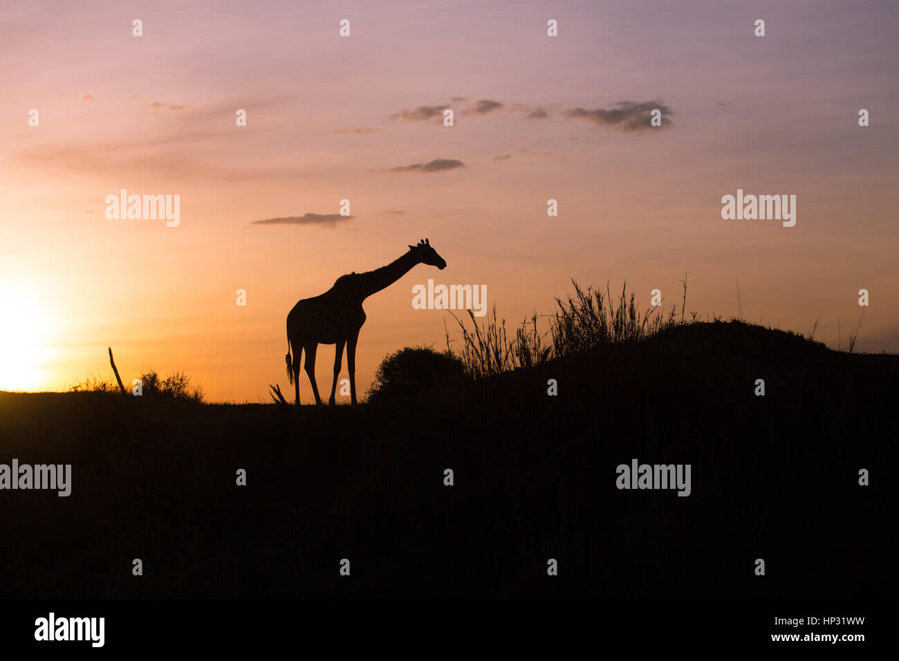 Giraffe at sunset Stock Photo - Alamy