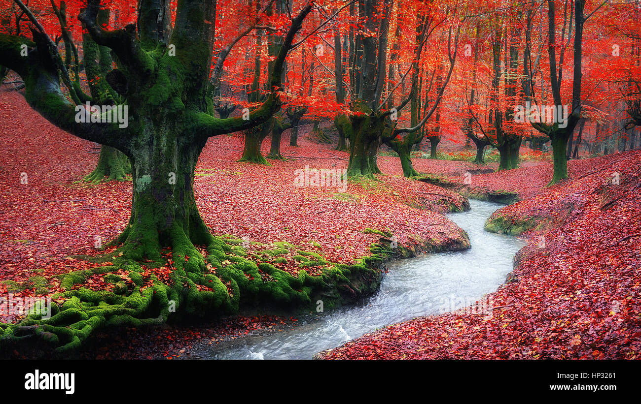 Autumn stream hi-res stock photography and images - Alamy