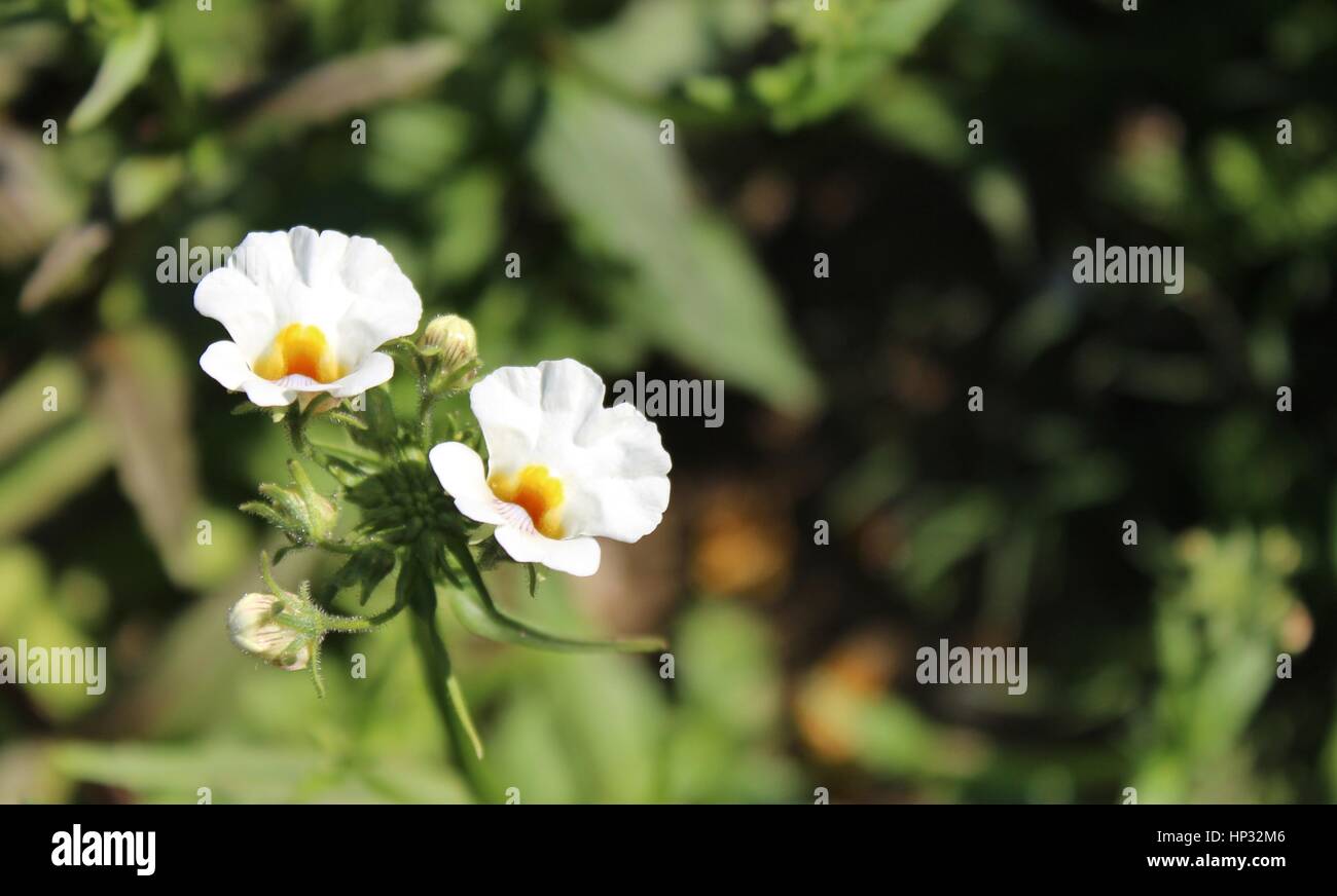 Every flower is a soul blossoming in nature Stock Photo - Alamy