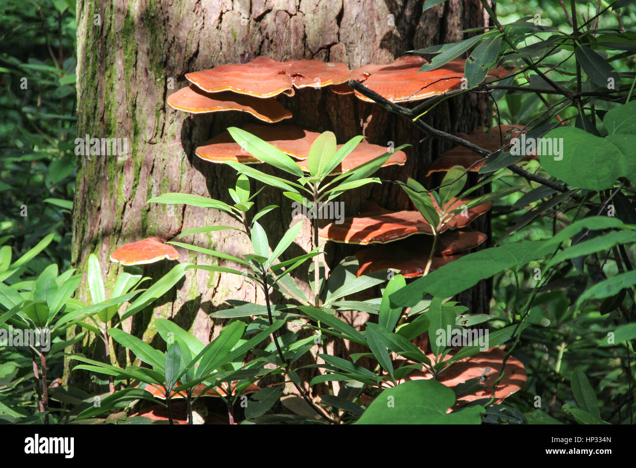 Shelf fungus on tree in Smoky Mountains National Park in Tennessee ...