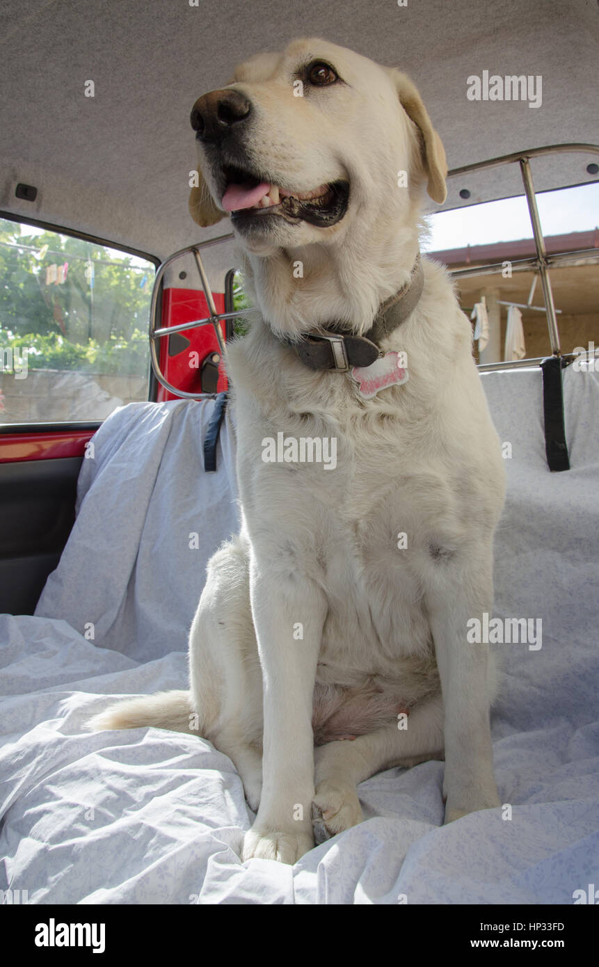 Labrador in car Stock Photo - Alamy