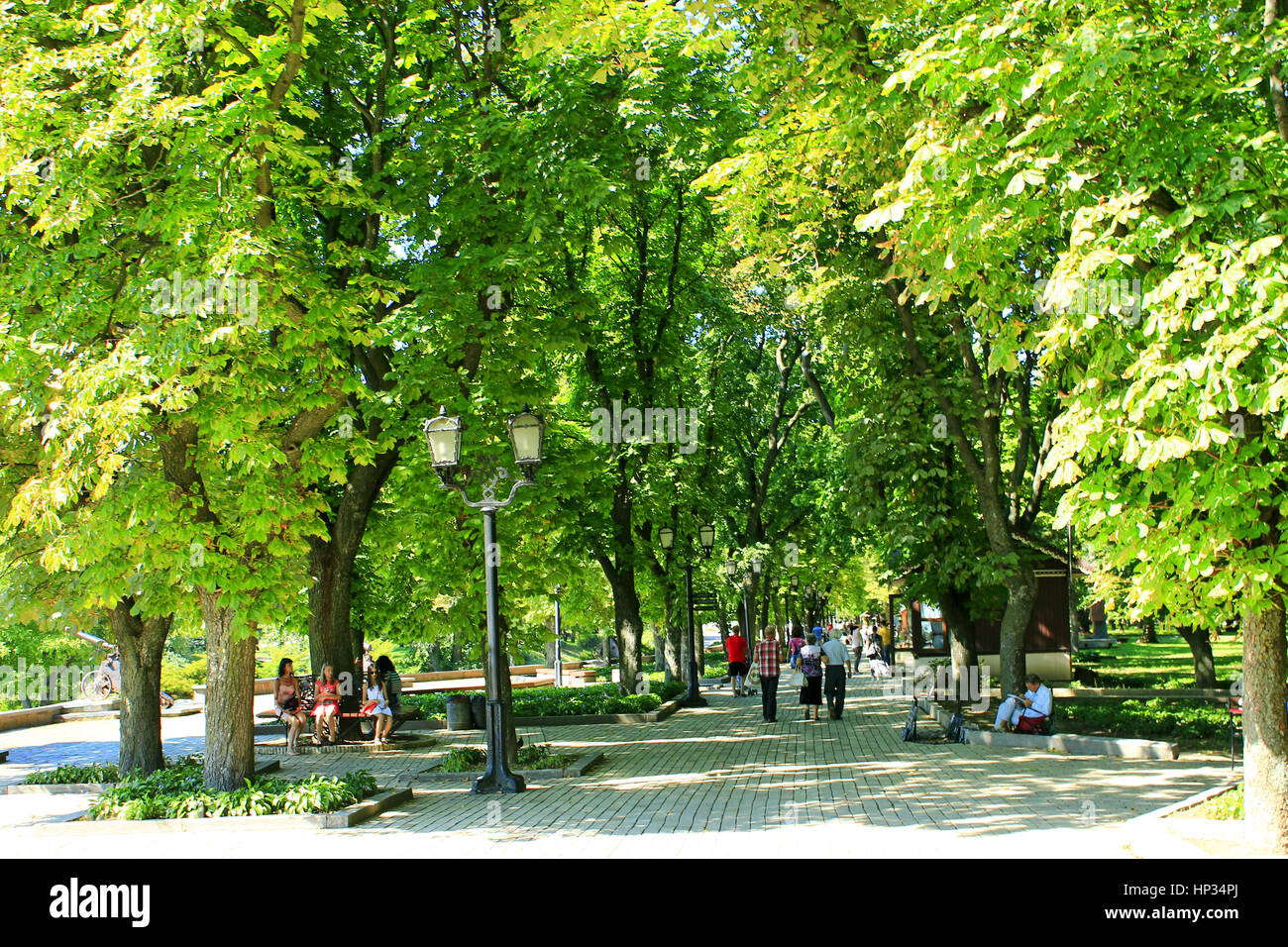 people walk in summer city park with big trees Stock Photo - Alamy