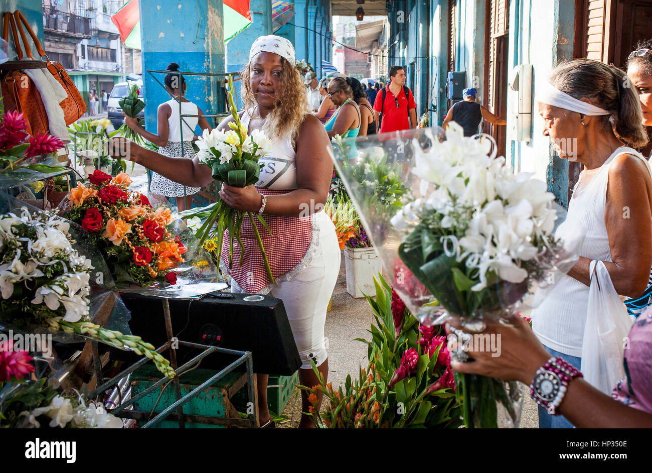 National flower of cuba hi-res stock photography and images - Alamy