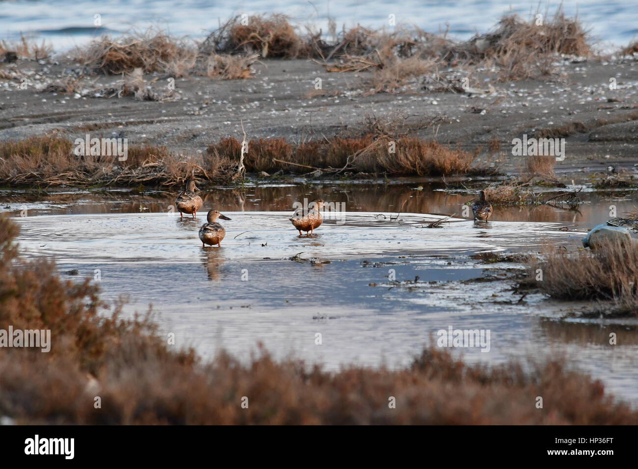 Nafplio, Greece, 17th February 2017. Ducks resting in wetland Nafplio ...