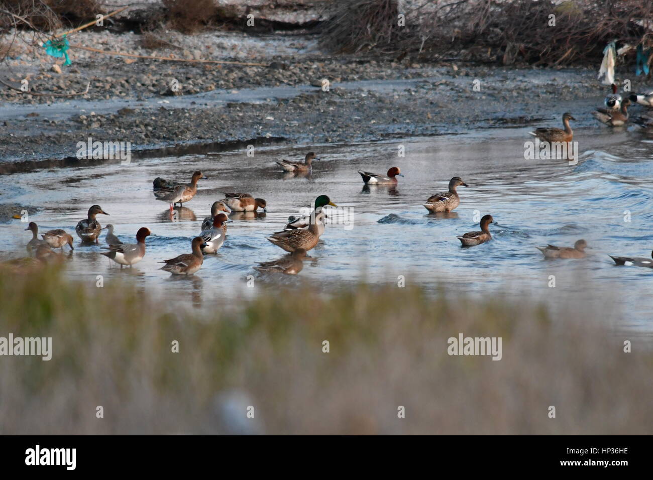 Greece wildlife hi-res stock photography and images - Alamy