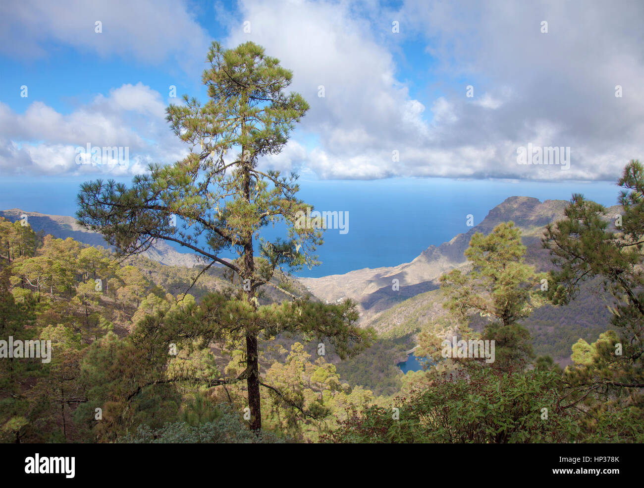 central Gran Canaria in January, Nature Park Tamadaba, pine trees on ...