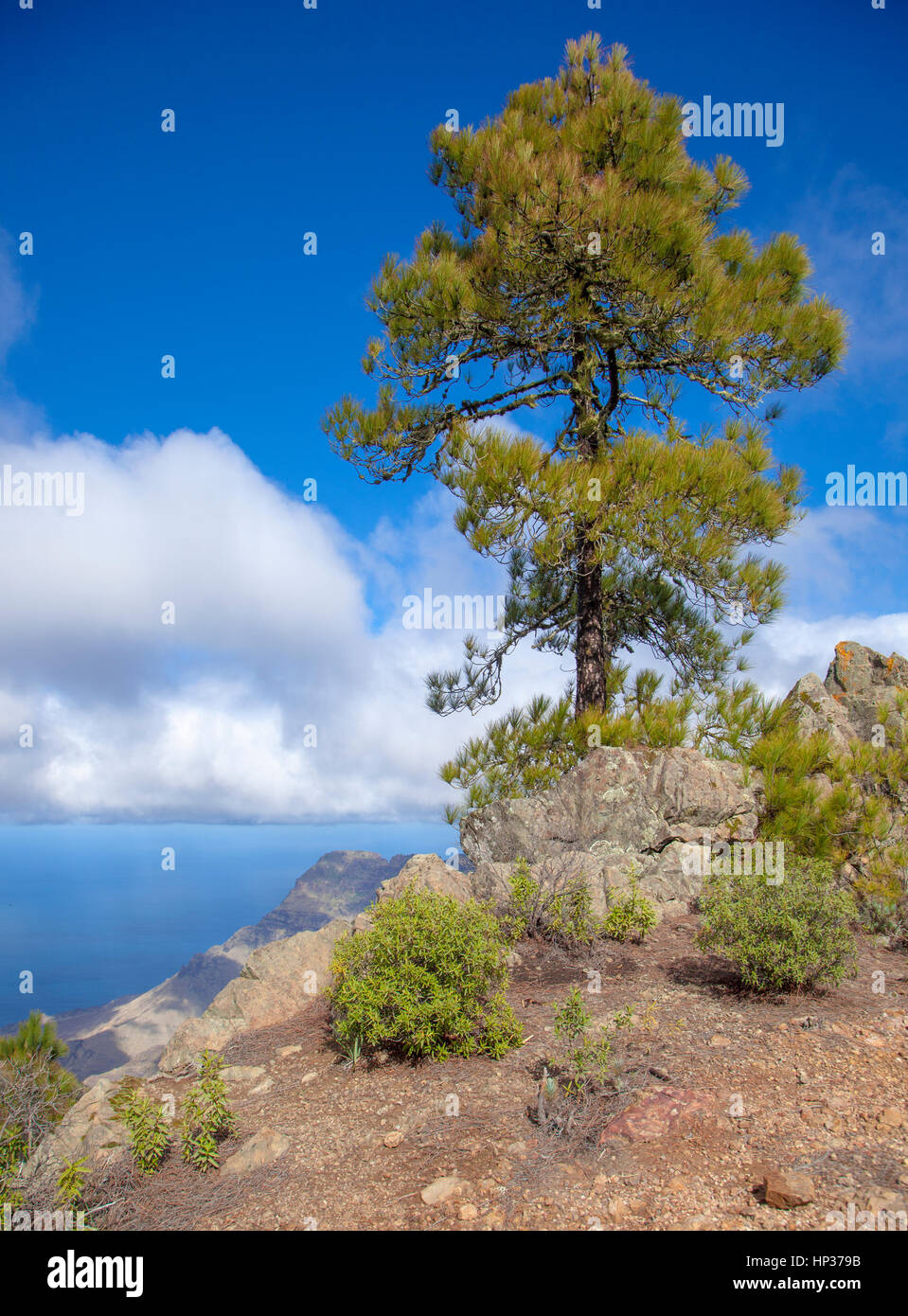 central Gran Canaria in January, Nature Park Tamadaba, canarian pine ...
