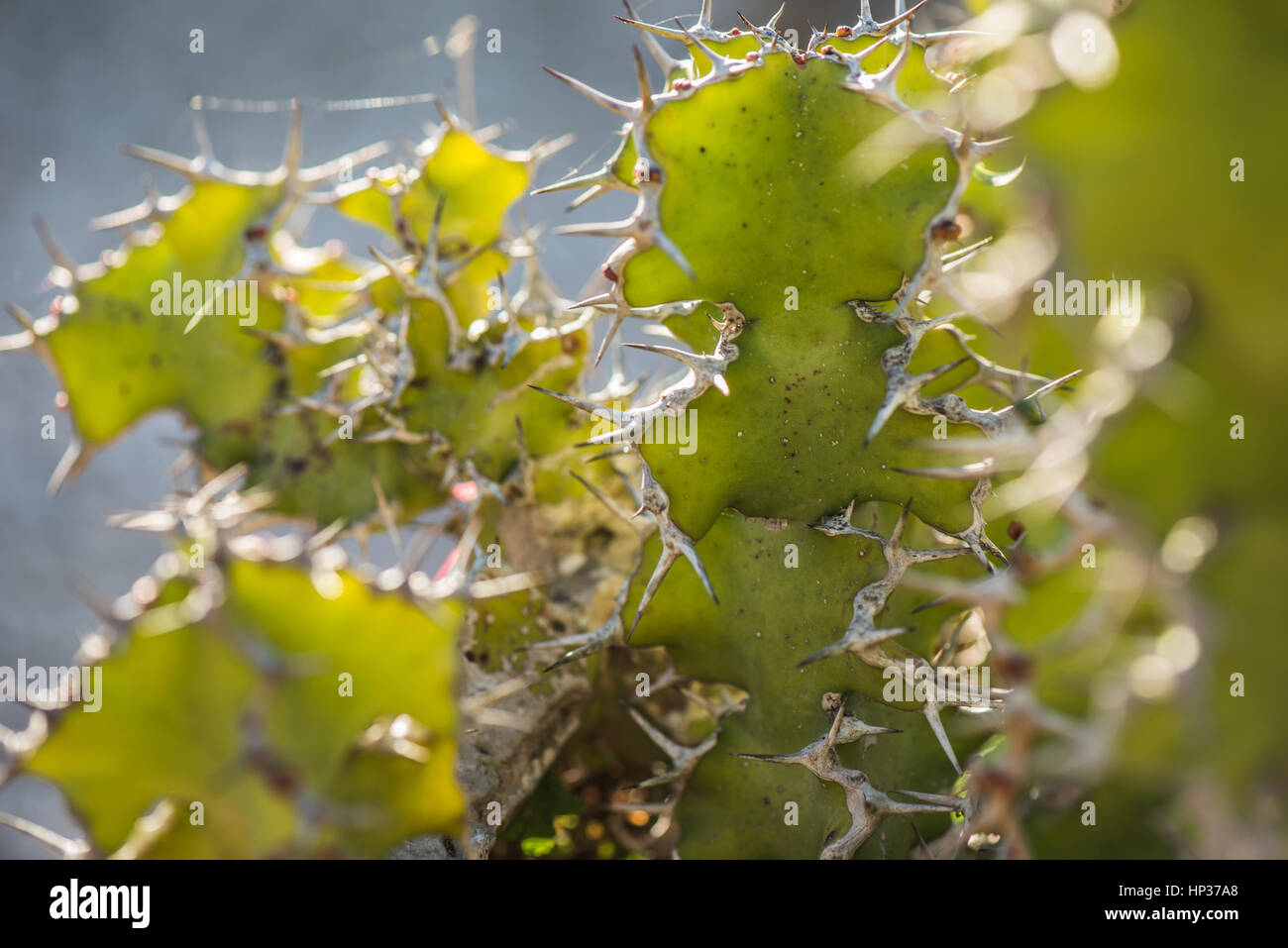Spanish green succulent cactus in Fabryary by macro view Stock Photo ...