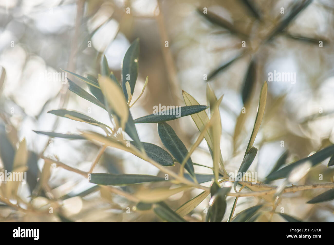 Spanish olive trees in the sun Stock Photo - Alamy