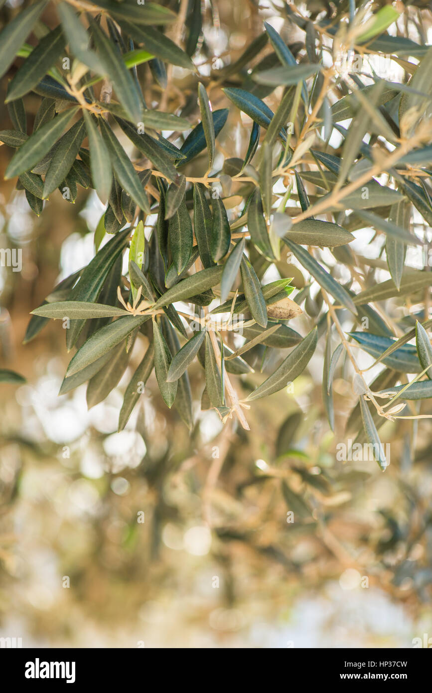 Spanish olive trees in the sun Stock Photo - Alamy