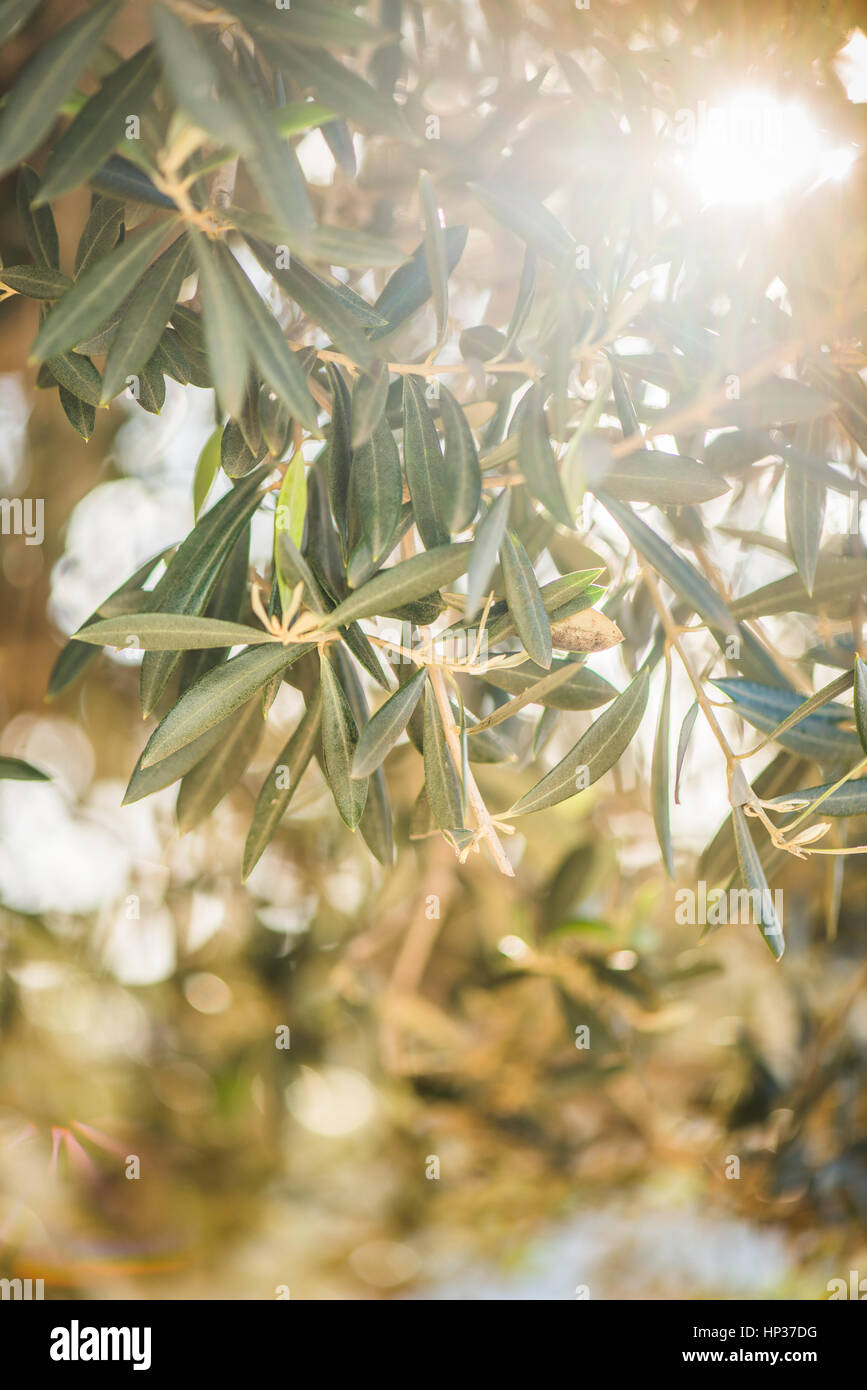 Spanish olive trees in the sun Stock Photo - Alamy