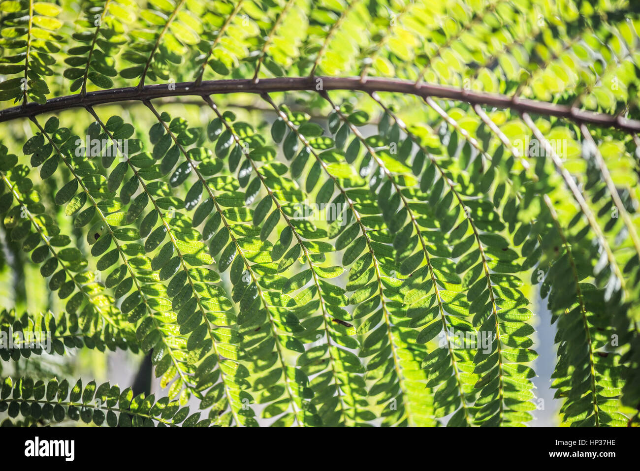 Spanish fern branch in morning sun through the shadow side Stock Photo ...