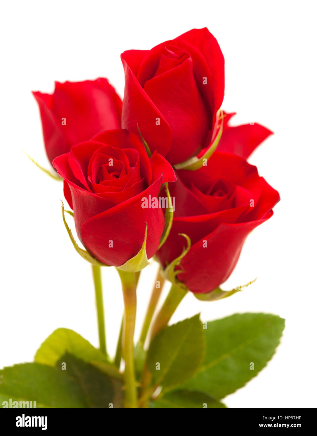 red rose, unopened, isolated on white background Stock Photo - Alamy
