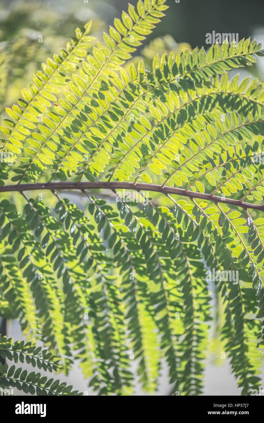 Spanish fern branch in morning sun through the shadow side Stock Photo ...
