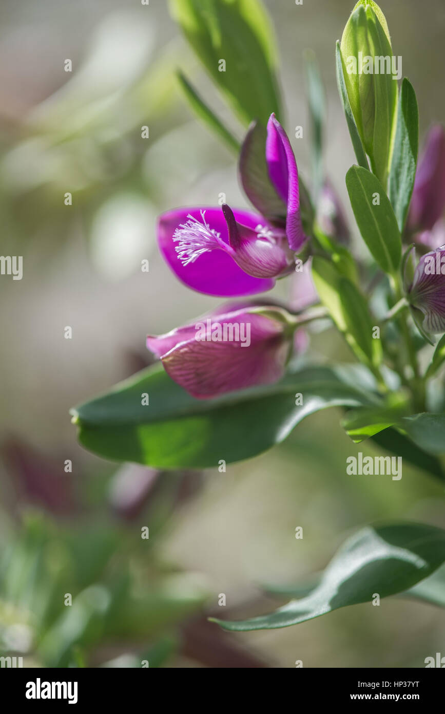 Spanish violet flowers in the morning Stock Photo - Alamy