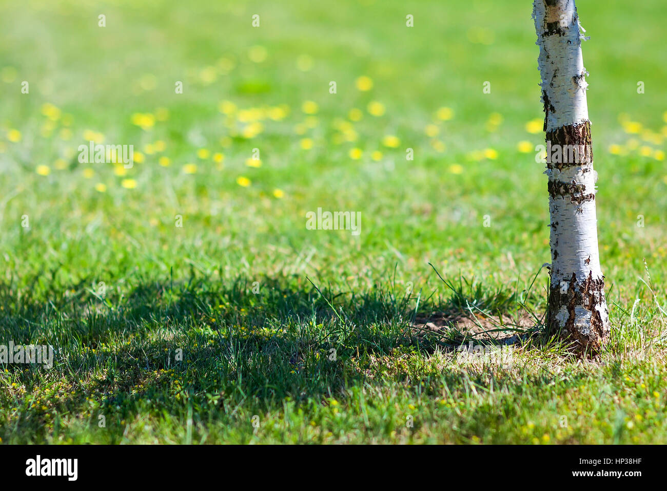 Trunk of birch tree with blurred green grass background and yellow ...