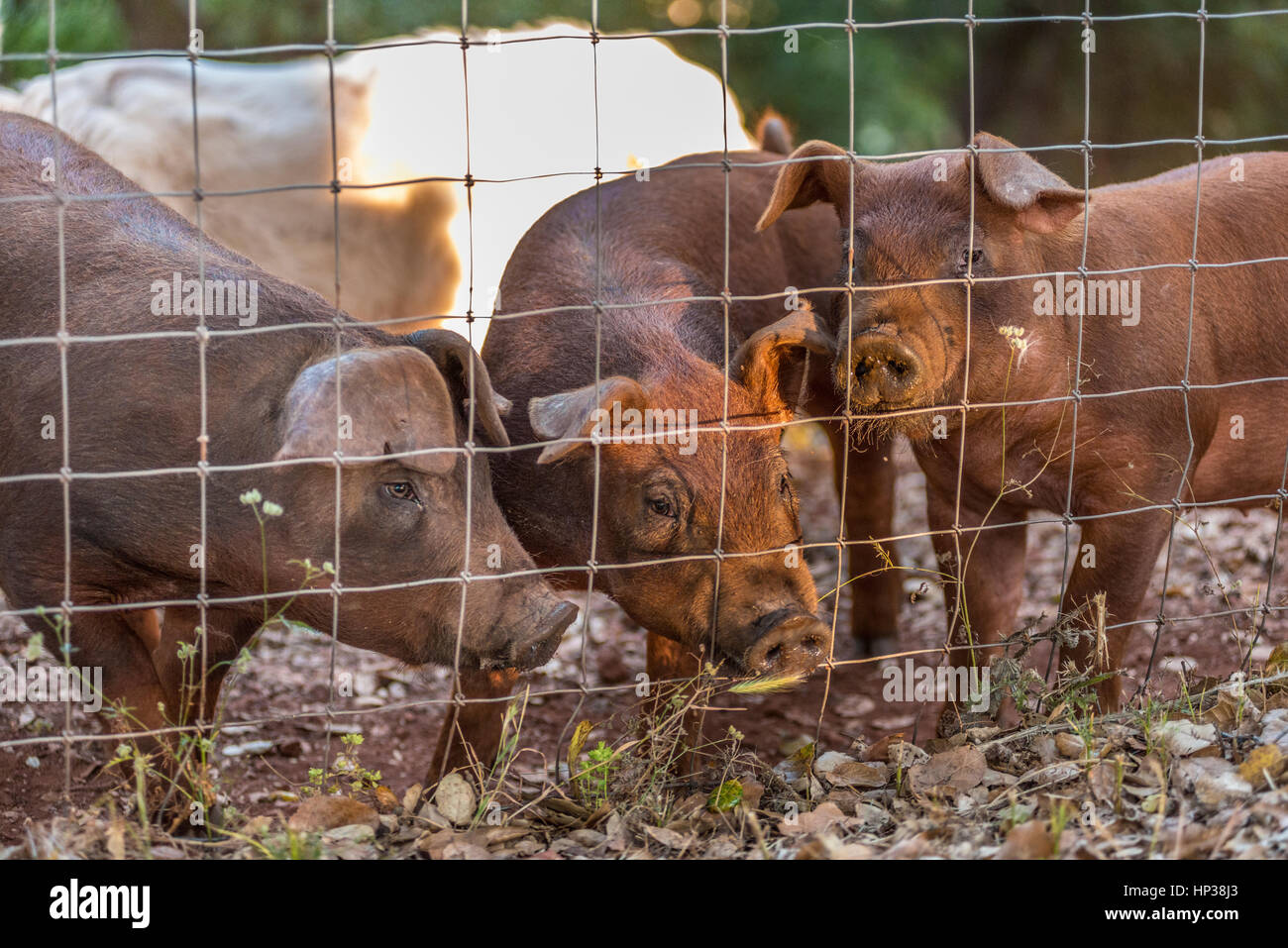 Hog farm crowded hi-res stock photography and images - Alamy