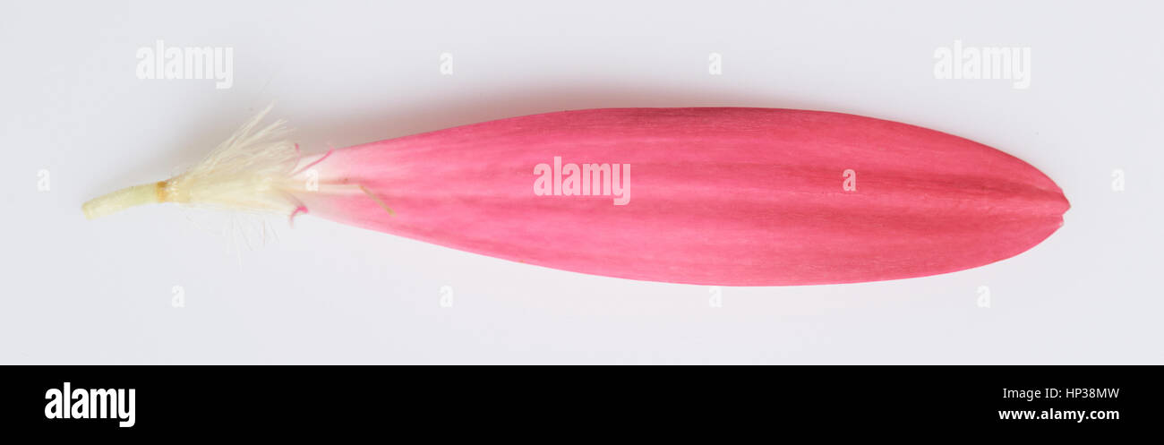 Long pink flower leaf closeup isolated on white background Stock Photo ...