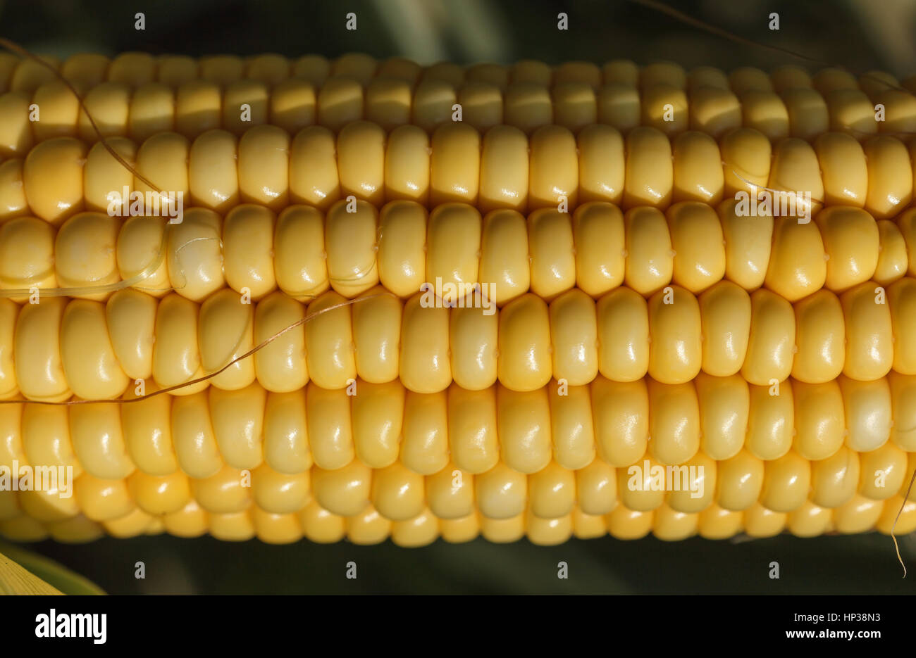 Cob close hi-res stock photography and images - Alamy