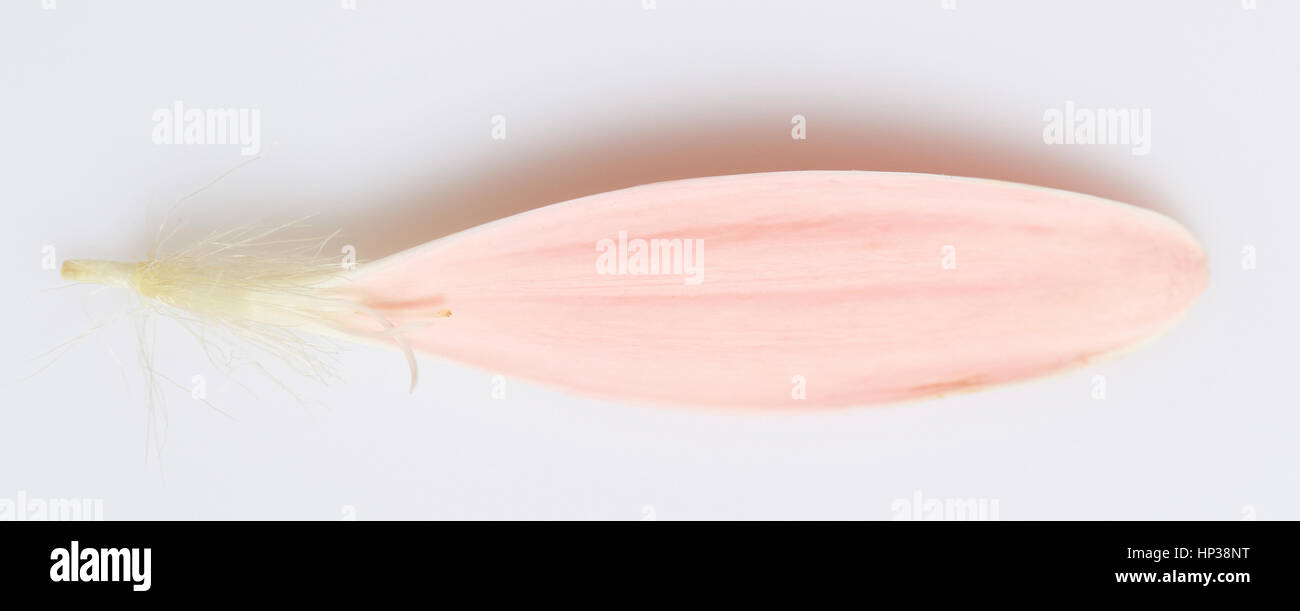One pink flower leaf closeup isolated on white background Stock Photo ...
