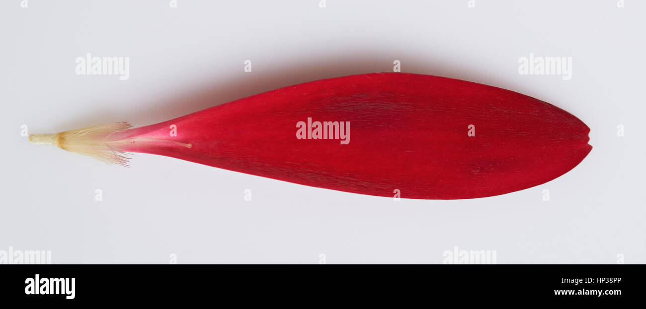 Single red flower feather leaf close up isolated on white background ...