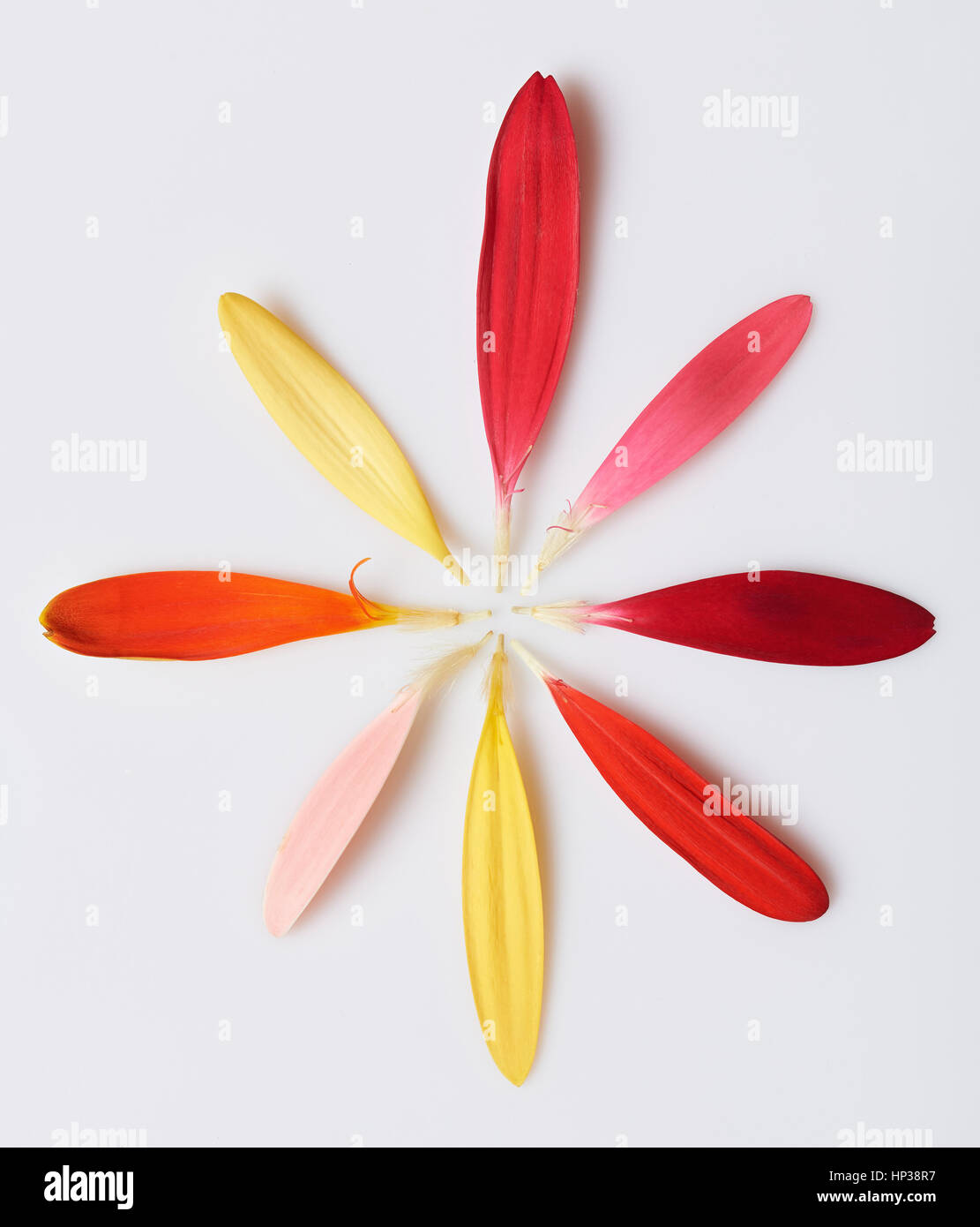 Flower colourful leafs in round shape isolated on white background ...