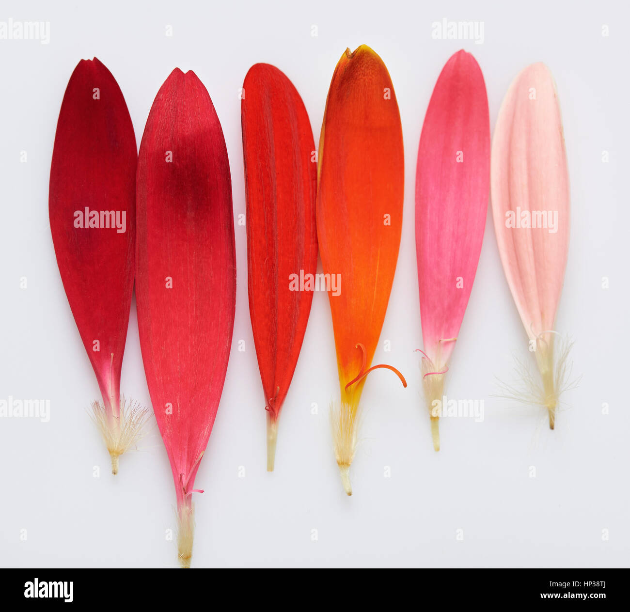 Beautiful flower backgrounds hi-res stock photography and images - Alamy