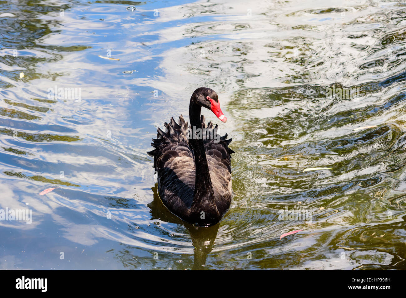 Swan motif hi-res stock photography and images - Alamy