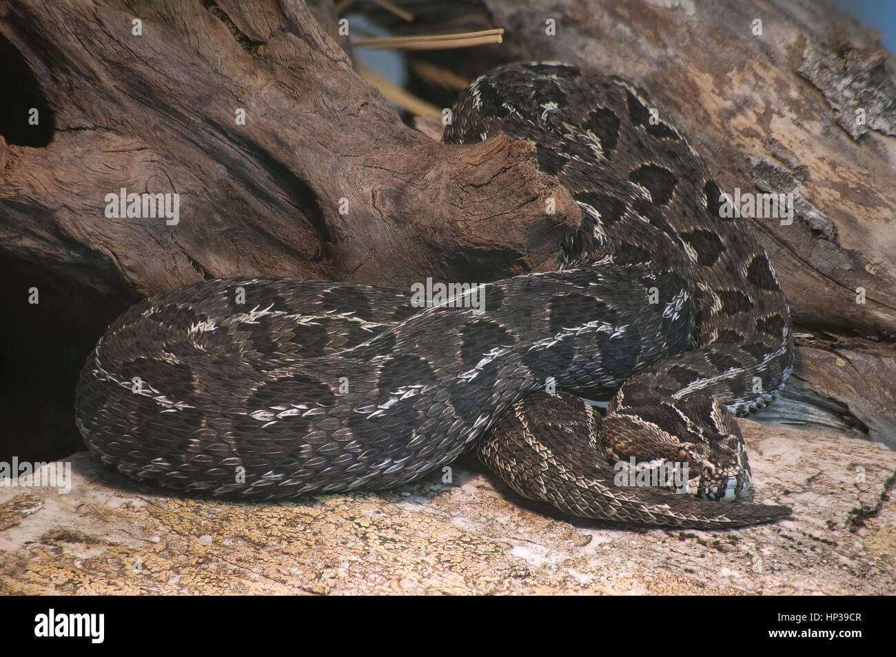 African Mountain Berg Adder, Bitis Atropos Stock Photo - Alamy
