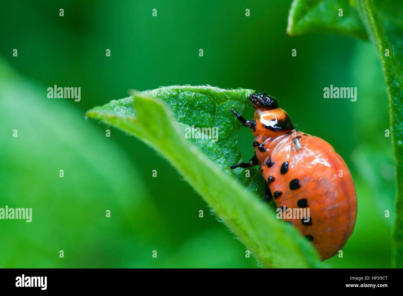 Colorado Potato Beetle, Leptinotarsa Decemlineata Stock Photo - Alamy